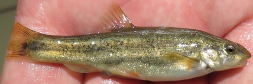 Meadow Valley Speckled Dace (Subspecies Rhinichthys osculus 11 ...