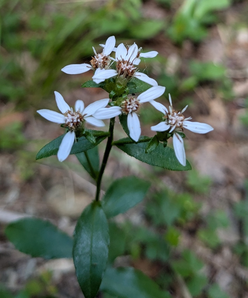 toothed white-topped aster from South Kingstown, RI, USA on July 19 ...