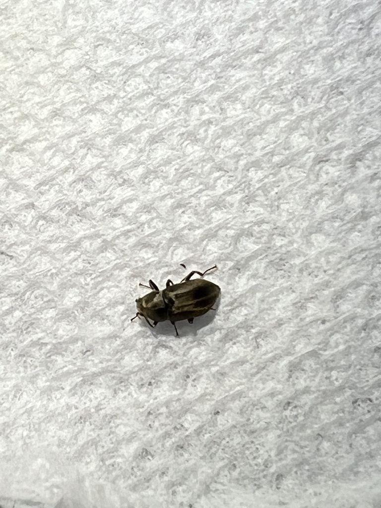 Contrasted Long-toed Water Beetle from Dotson Ct, Summersville, WV, US ...