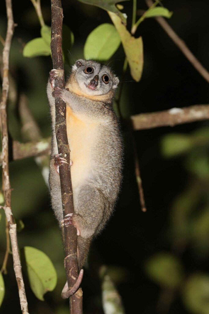 Ornate Cuscus from East Halmahera Regency, North Maluku, Indonesia on ...
