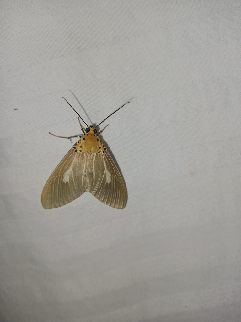 Kanara Tiger Moth from G27Q+4C Iron Point, Kunnathidavaka, Kerala ...