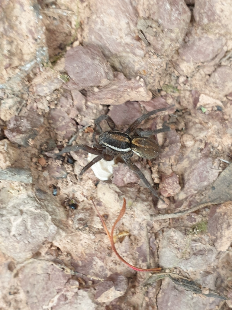 Venatrix furcillata from Glenaladale VIC 3864, Australia on July 25 ...