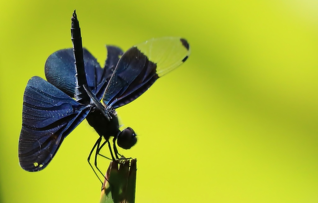 Butterfly Flutterer from 1 Yamadaikekoen, Hirakata, Osaka 573-0167 ...
