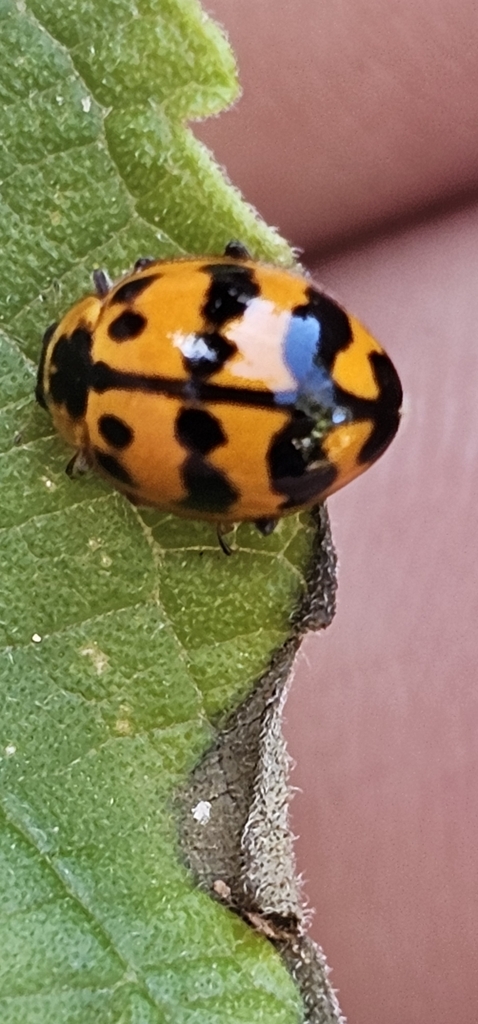 Something from Puna Tamarua, Cook Islands on June 13, 2024 at 10:57 AM ...