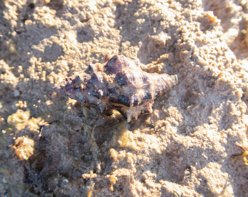 Latirus marrowi · iNaturalist