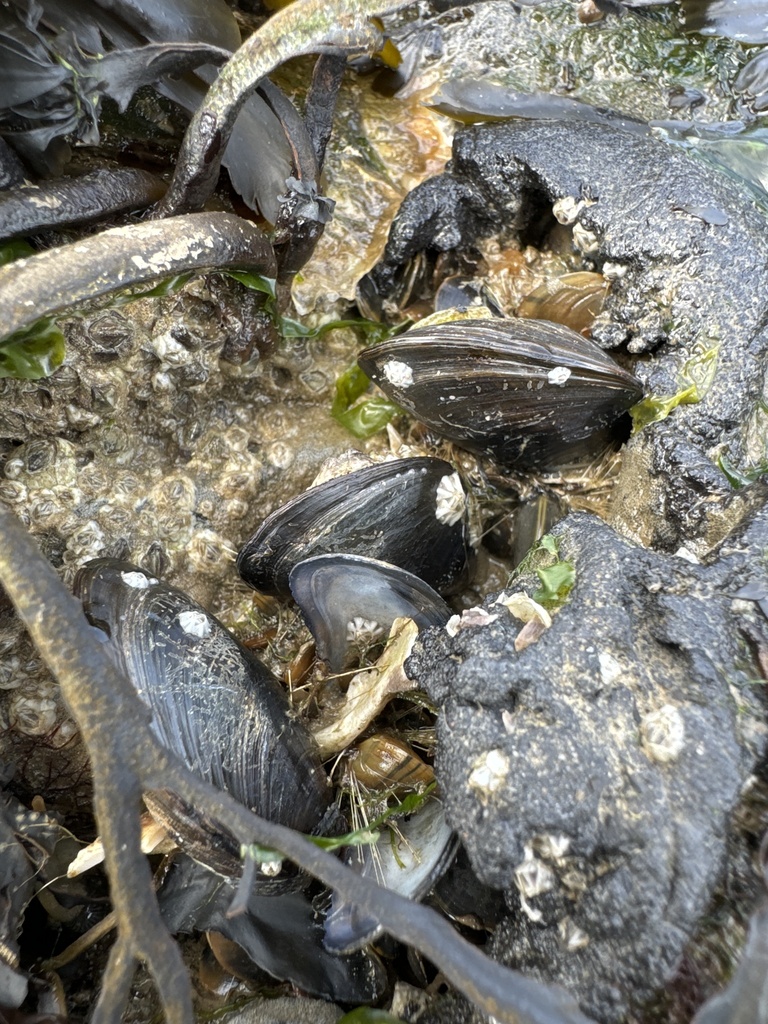 Blue Mussel from Essex, England, GB on July 27, 2024 at 11:06 AM by ...