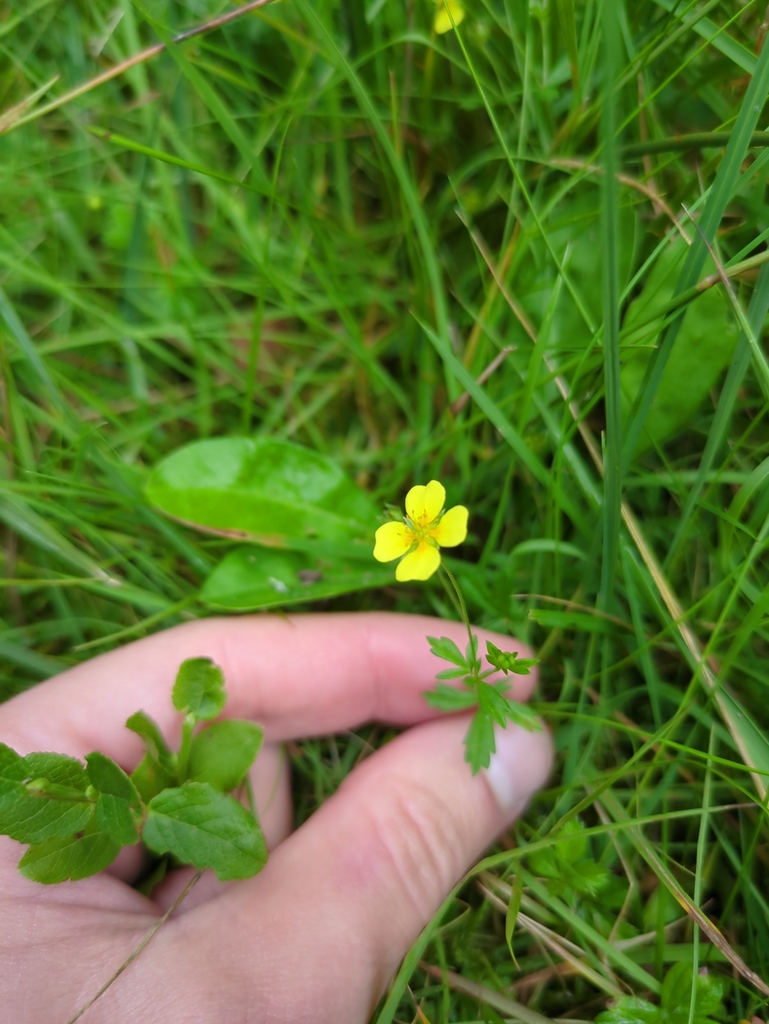 Tormentil from Powys, Wales, GB on July 27, 2024 at 11:39 AM by Russell ...