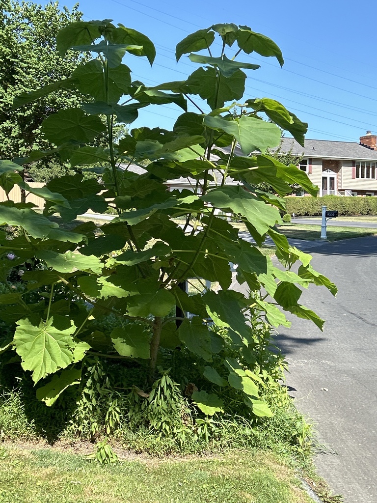 princess tree from Furrow Ave, Ellicott City, MD, US on July 27, 2024 ...