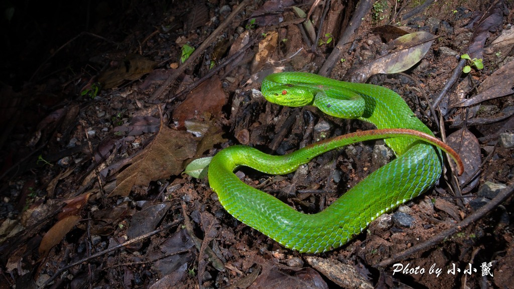Pope’s Tree Viper from Yingjiang County, Dehong Dai and Jingpo ...