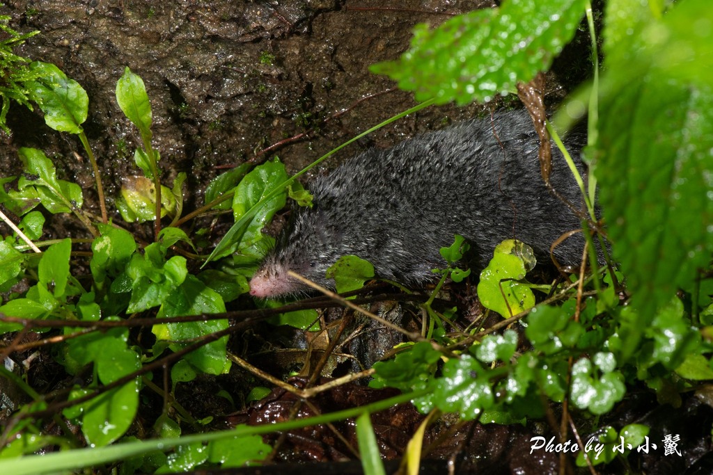 Shrews from Longchuan County, Yunnan, Dehong Dai and Jingpo Autonomous ...