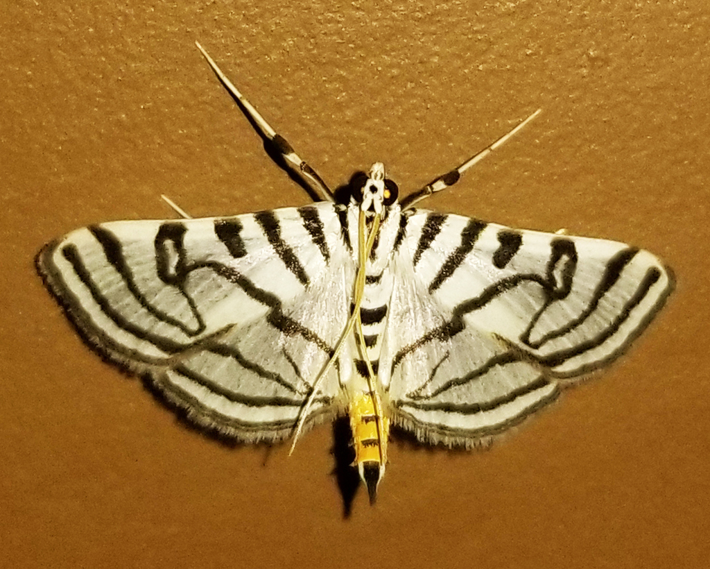 Zebra Conchylodes Moth from Fentress County, TN, USA on July 26, 2024 ...