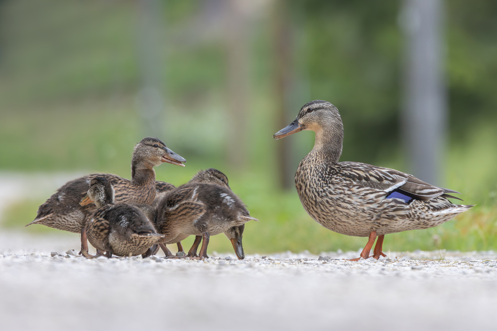 Mallard from Lago di Misurina, 32041 Auronzo di Cadore BL, Italia on ...