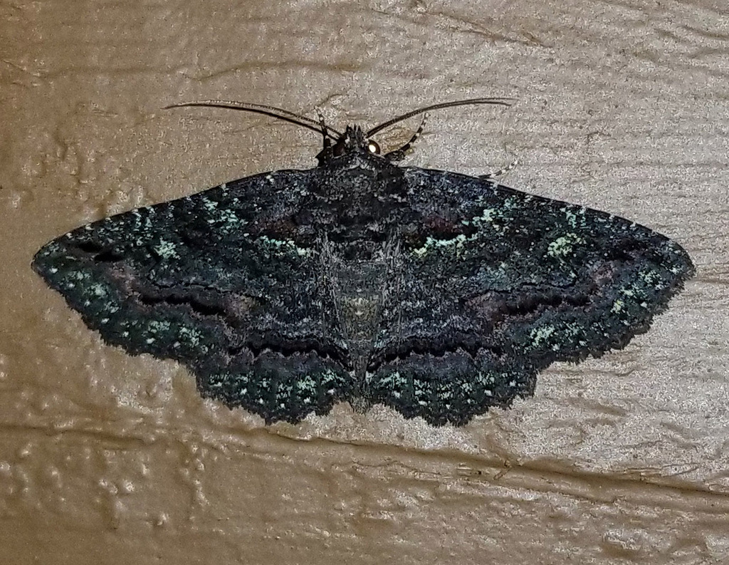 Green-dusted Zale Moth from Fentress County, TN, USA on July 26, 2024 ...