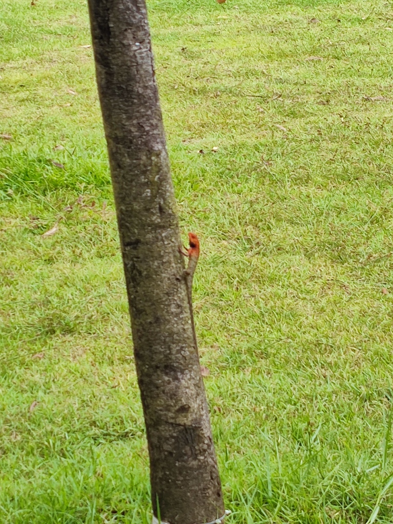 Calotes wangi wangi from Guangzhou, Guangdong, China on July 23, 2024 ...