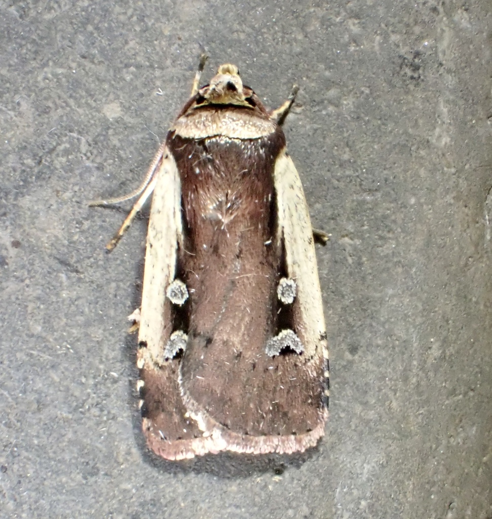 Flame-shouldered Dart from Essex County, ON, Canada on July 26, 2024 at ...