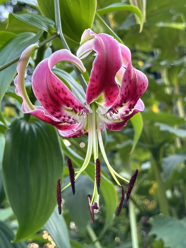 true lilies from Trebes Park, Chicago, IL, US on July 17, 2024 at 07:11 ...