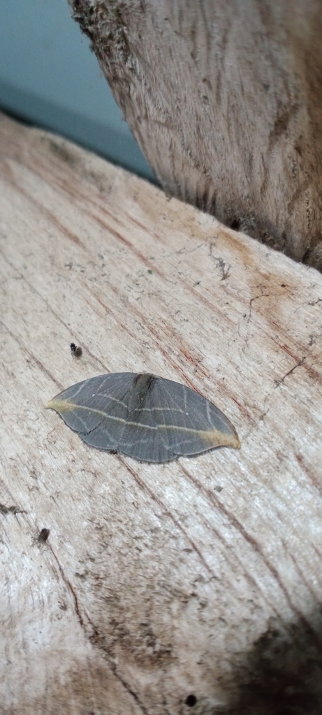 Butterflies and Moths from Pakang khas AL 734314, Paygang Khasmahal ...