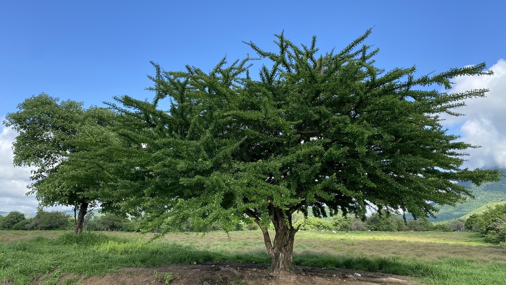 Winged Calabash from Pungarabato, Gro., MX on July 27, 2024 at 09:01 AM ...