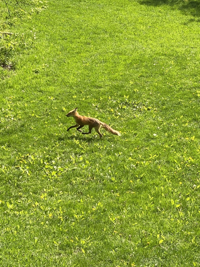 Red Fox from Etobicoke Valley Park, Toronto, ON, CA on May 12, 2024 at ...