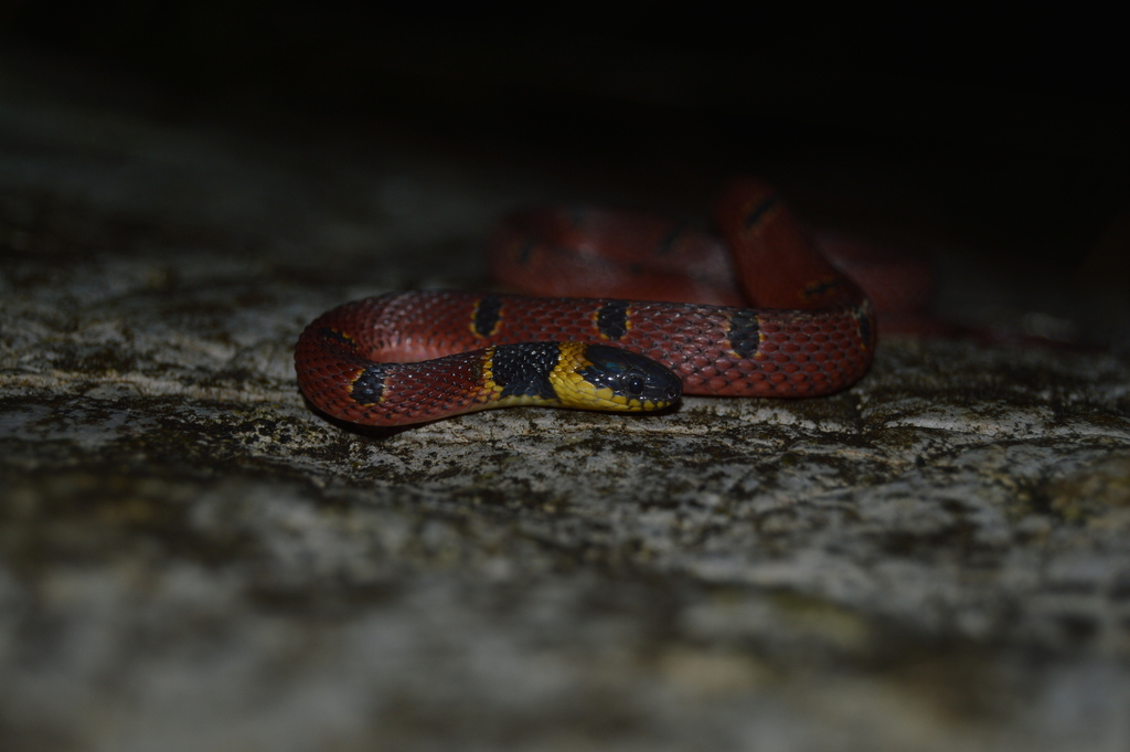 Red Coffee Snake from San Juan Bautista Valle Nacional, Oax., México on ...