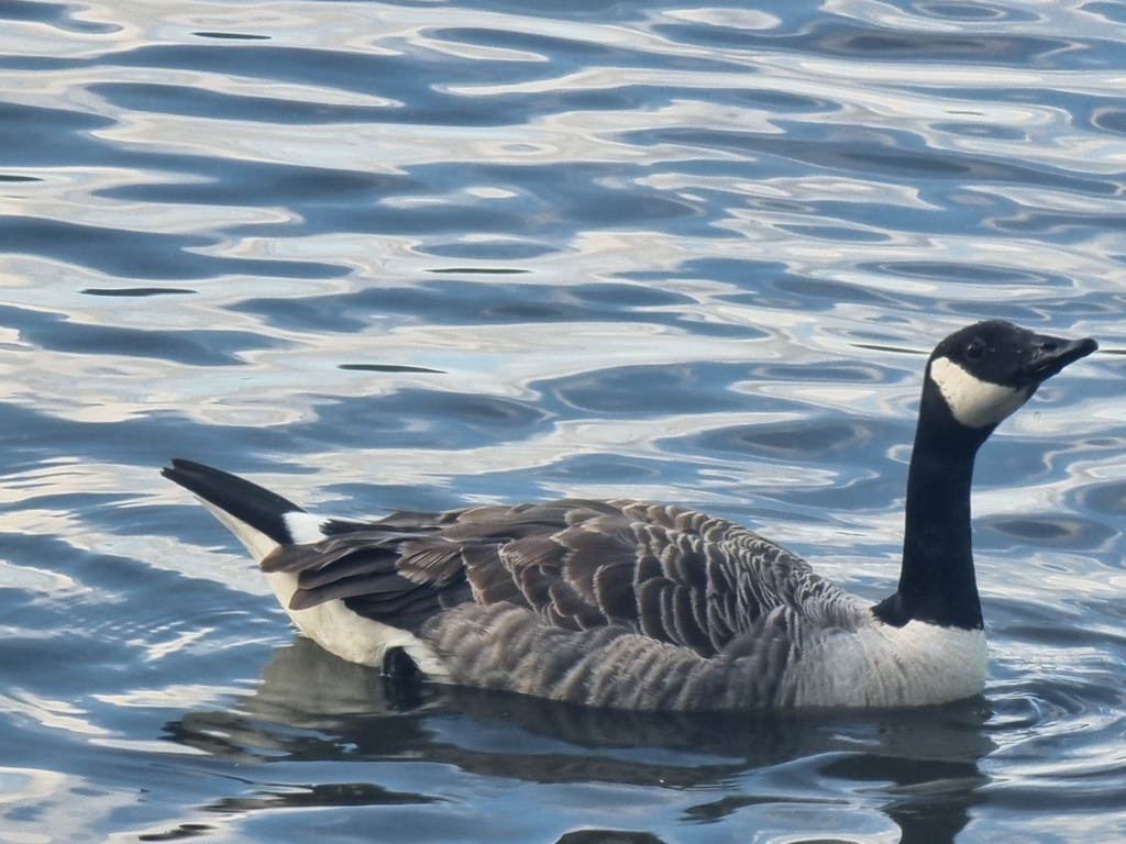 Canada Goose from Lakes, UK on July 27, 2024 at 07:07 PM by George ...