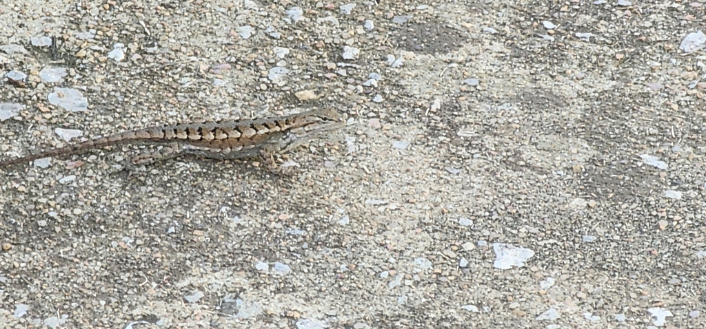 Prairie Lizard in July 2024 by Casey Grippando · iNaturalist