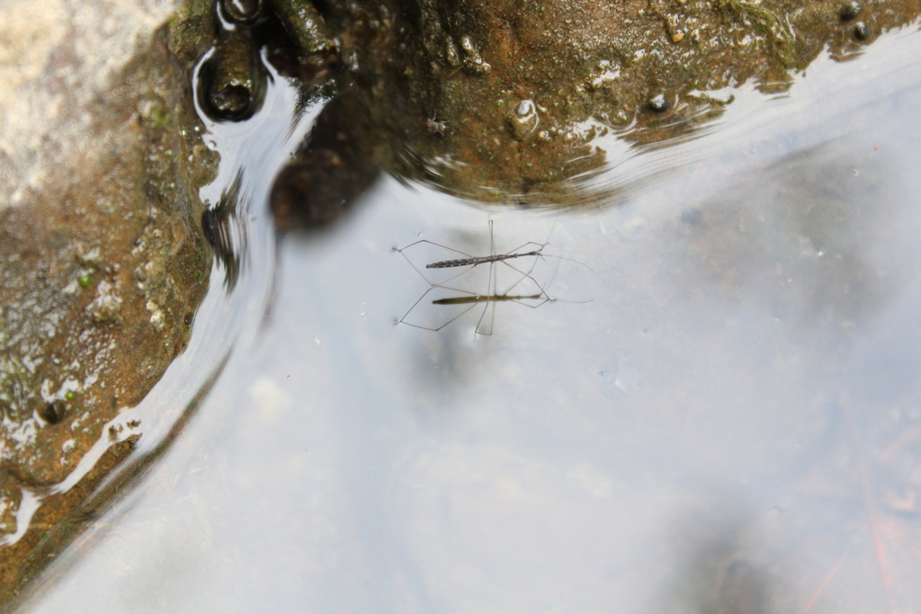 Common Water Measurer from 64400 Gurmençon, France on July 24, 2024 at ...