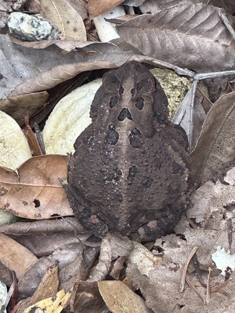 Southern Toad from Oak Island, Oak Island, NC, US on July 27, 2024 at ...