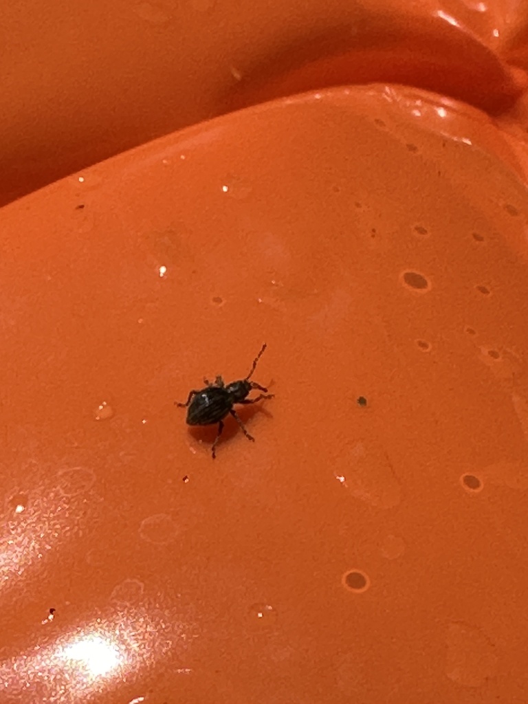 True Weevils from Pinelake Dr, Buffalo, NY, US on July 27, 2024 at 01: ...