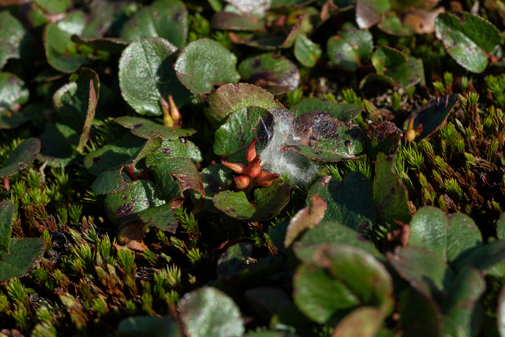 Least Willow in July 2024 by Mark. Lvs ~ 2 cm wide, suborbicular ...