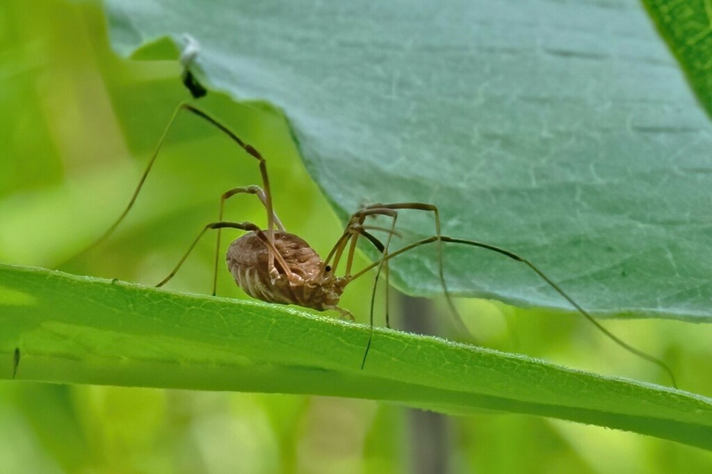 Golden Harvestman from Lancaster County, NE, USA on July 12, 2024 at 10 ...