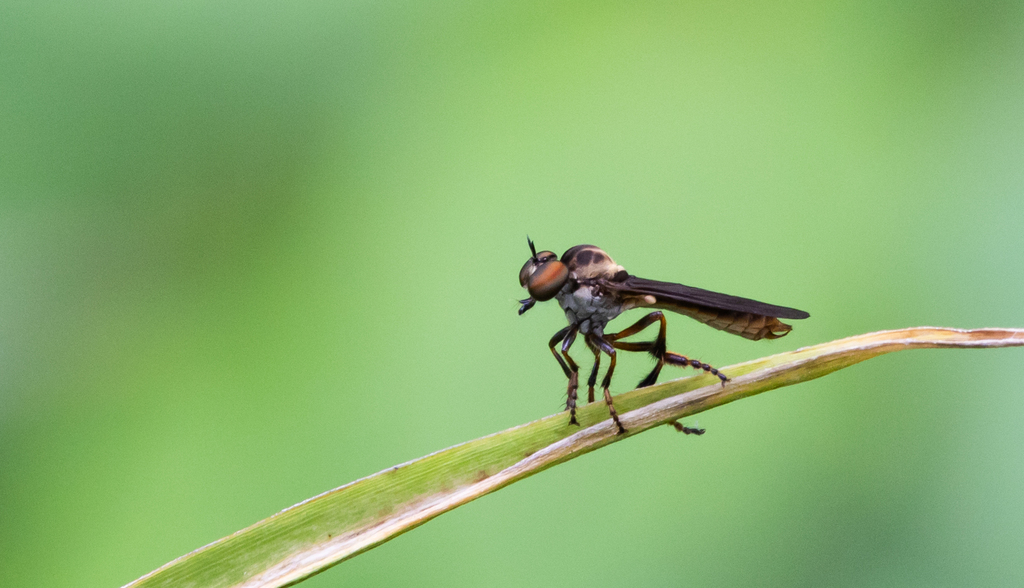 Gnat Ogres from Gallagher Fen State Nature Preserve--west fen on July ...