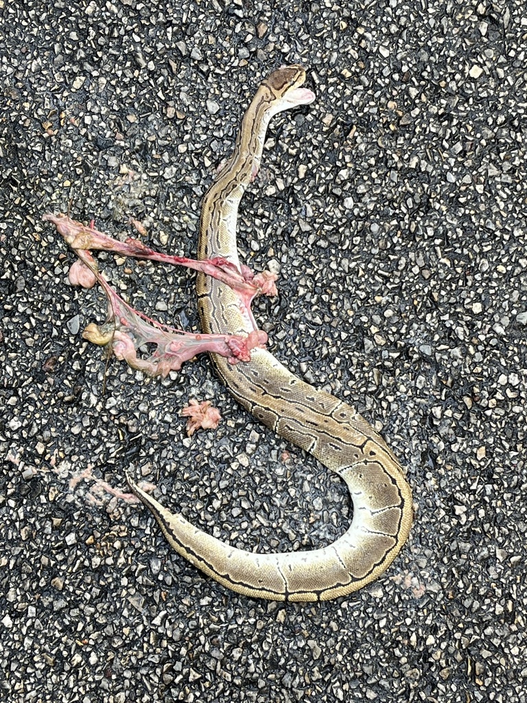 Ball Python from Shadberry Dr, Magnolia, TX, US on July 24, 2024 at 08: ...