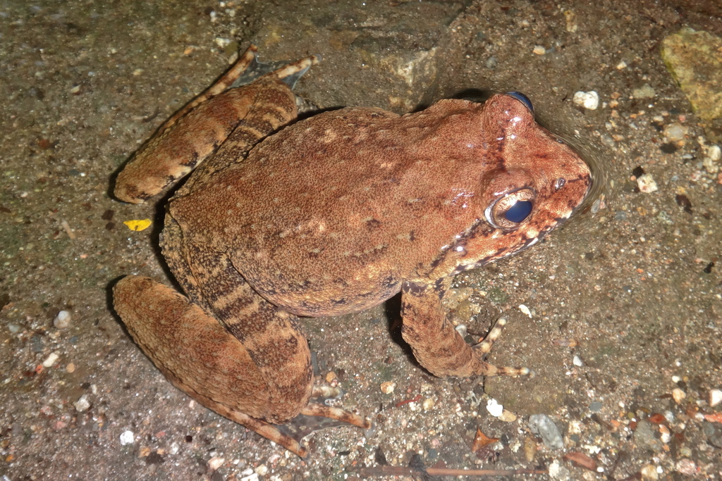 Giant Spiny Frog in June 2016 by Tommy. Northern Guangdong, China ...