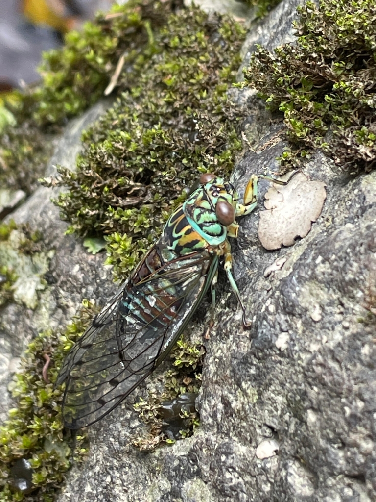 Uhleroides hispaniolae from La Salvia - Los Quemados (D. M ...