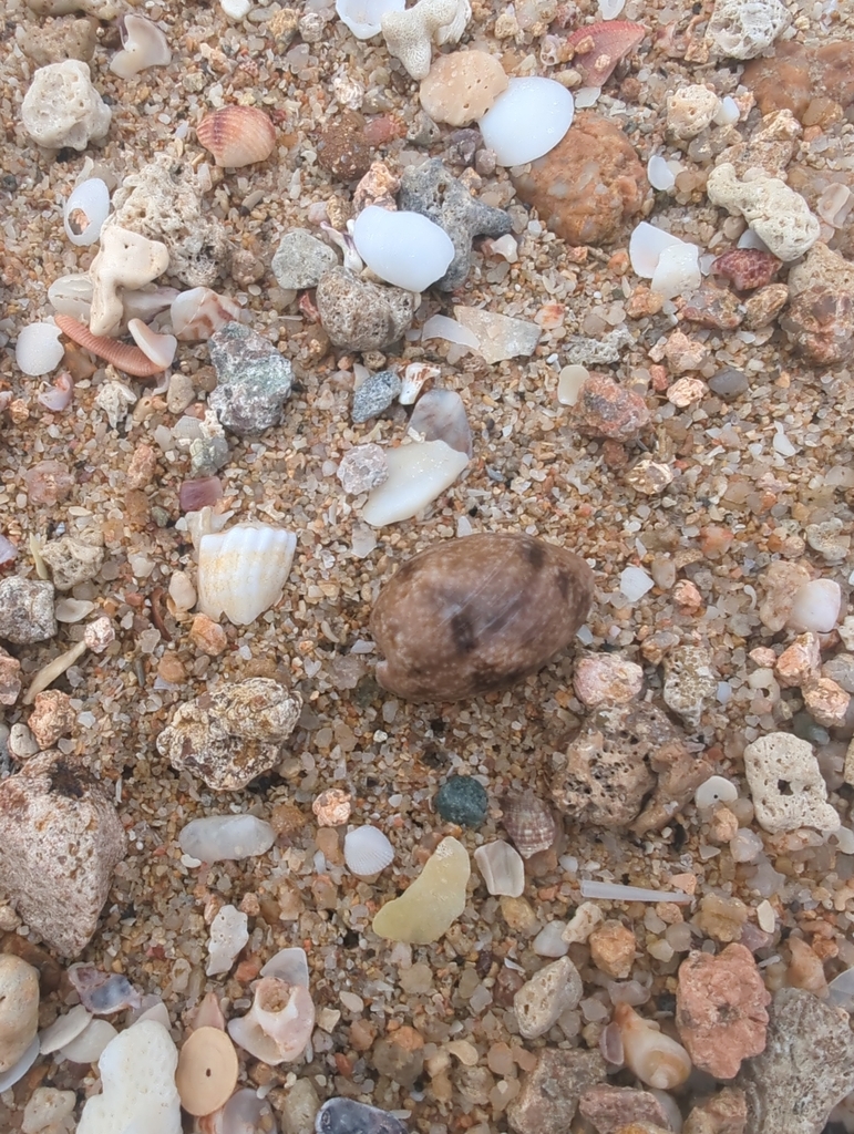 Bulla from Esplanade, Coral Sea, Cape Gloucester QLD 4800, Australia on ...