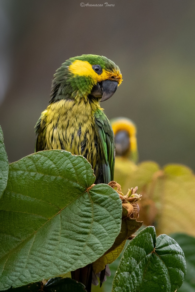Yellow-eared Parrot in January 2023 by Guillermo Nagy Aramacao Tours ...