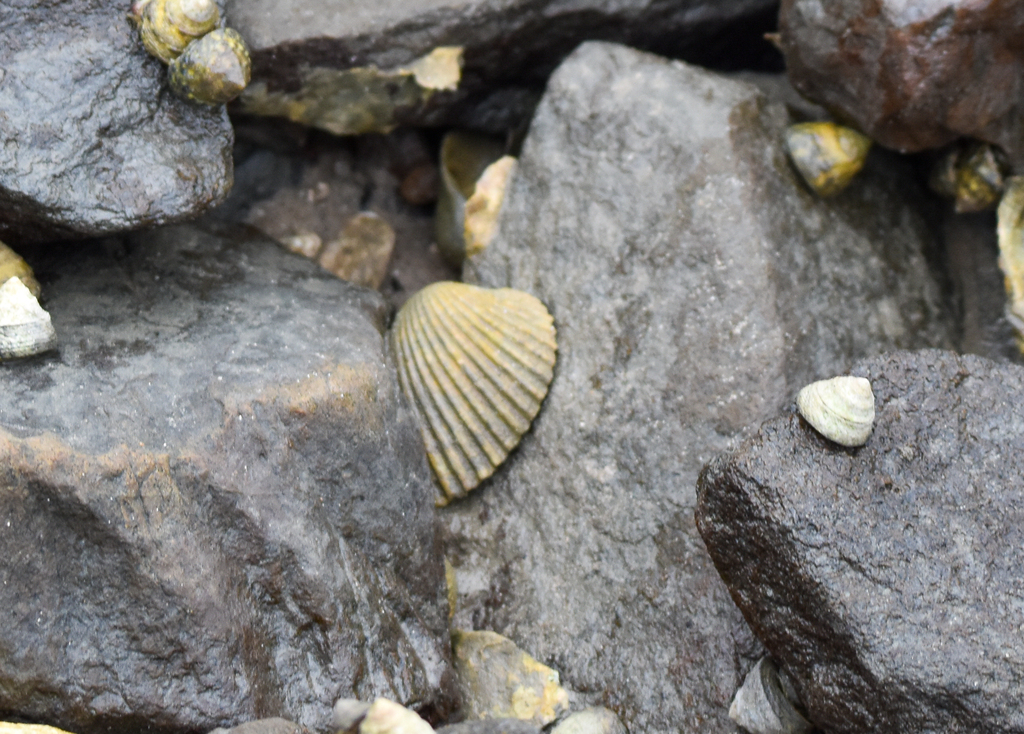 Sydney Cockle from 12 Kakadu Cct, Banksia Beach QLD 4507, Australia on ...