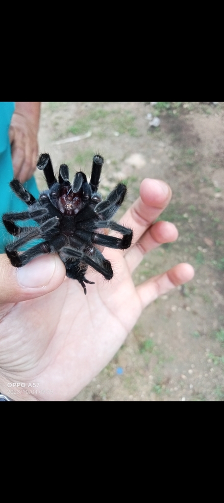 Yucatán Rust-rump Tarantula in July 2024 by Hector Ek Medina · iNaturalist