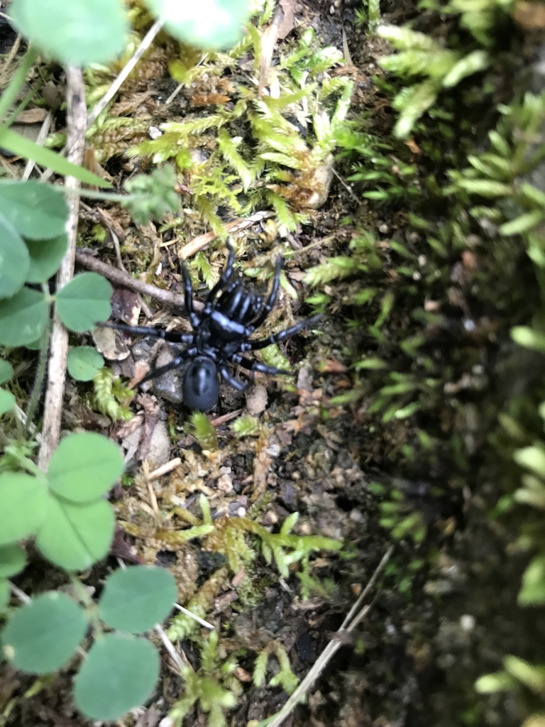 Black Purseweb Spider from Serpent Mound, Peebles, OH, US on June 7 ...