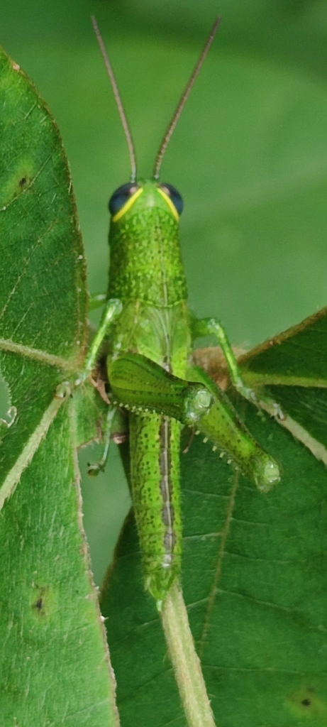 Melicodes tenebrosa in July 2024 by Kati Eschweiler · iNaturalist