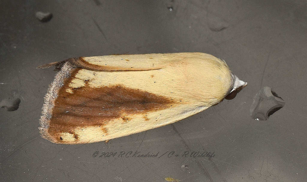 Xanthodes intersepta from Chuk Yeung Road, Sai Kung, Hong Kong on July ...