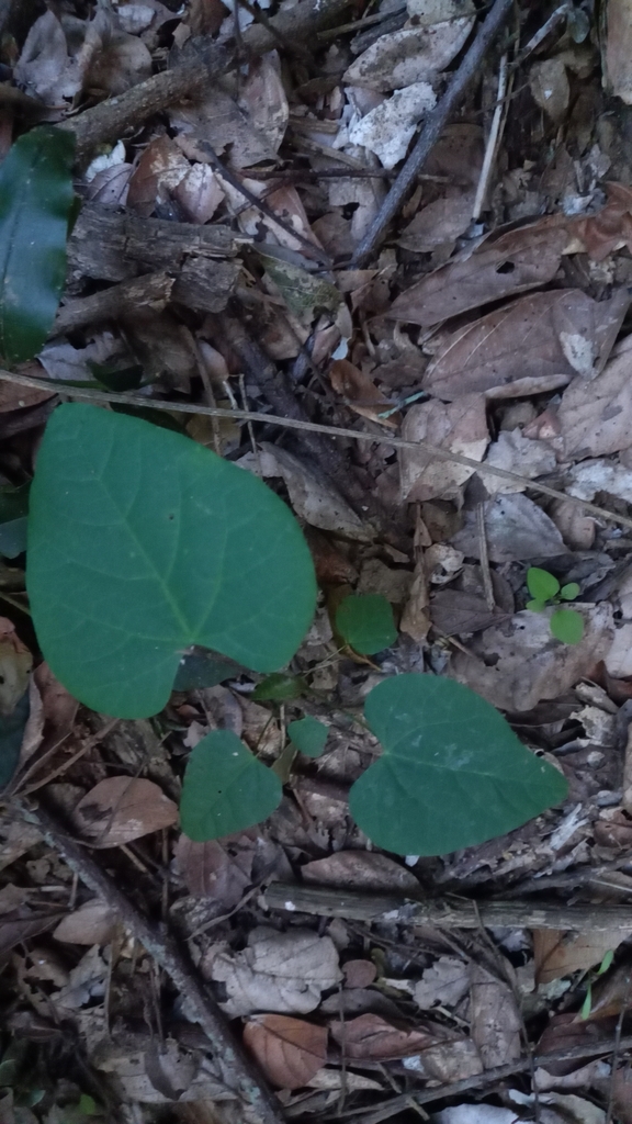 Big-Leaf Vine from Neurum QLD 4514, Australia on July 28, 2024 at 03:45 ...