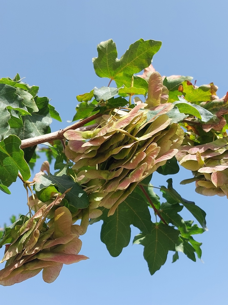 field maple from San Juan de Torruella, Barcelona, España on July 28 ...