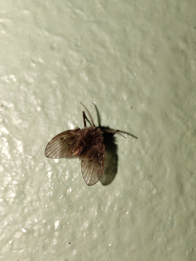 Moth Flies and Sand Flies from Santo Tomas, Nueva Ecija, Philippines on ...