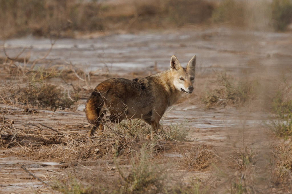 African Wolf from Djoudj National Bird Sanctuary, Dagana, SN on July 27 ...