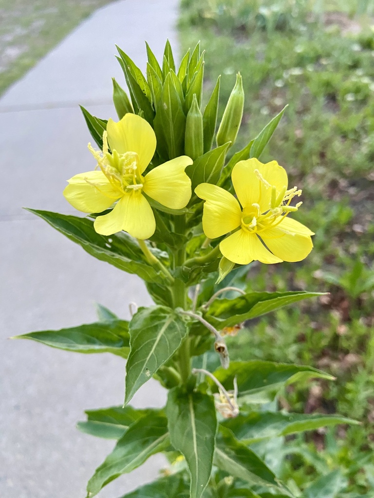 common evening-primrose from Garwood Sports And Recreation Complex ...