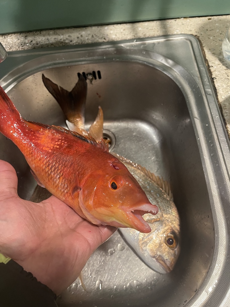 Eastern Pigfish from South Pacific Ocean, Waitemata and Gulf Ward ...