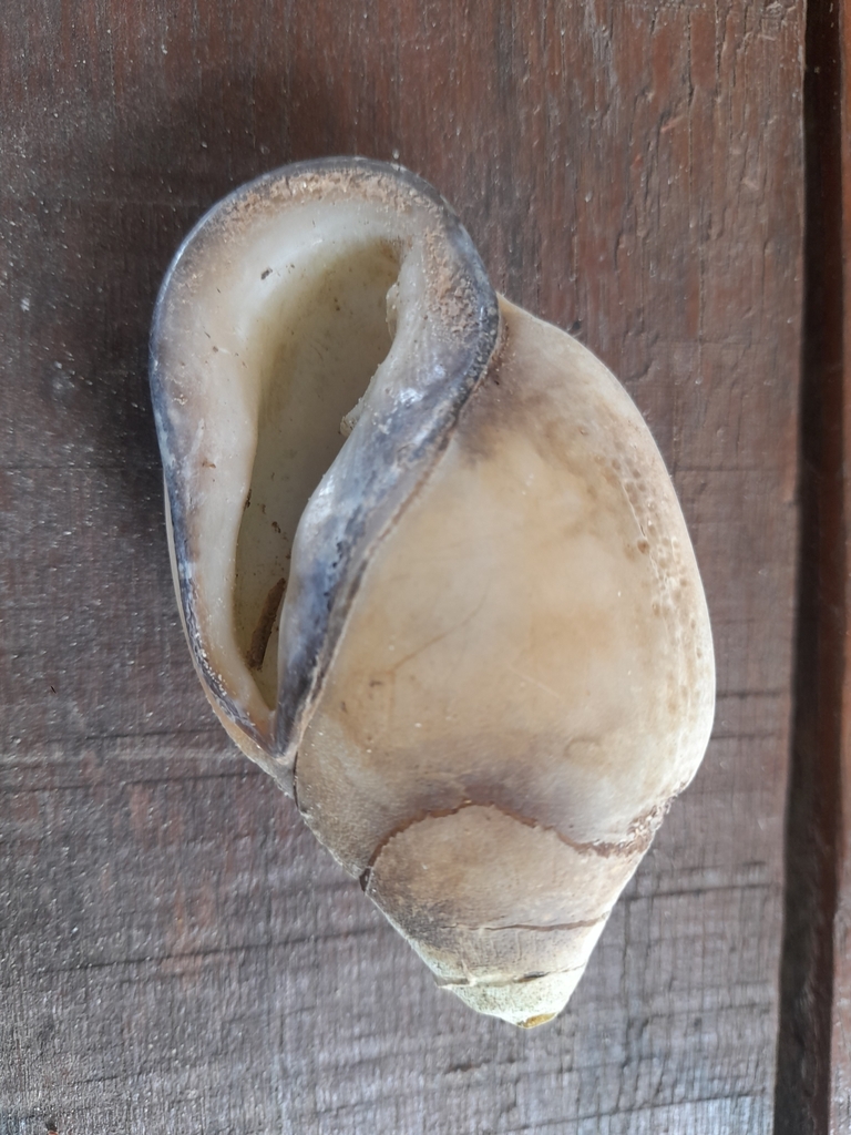 Ellobium from Kota Belud District, Sabah, Malezja on July 28, 2024 at ...