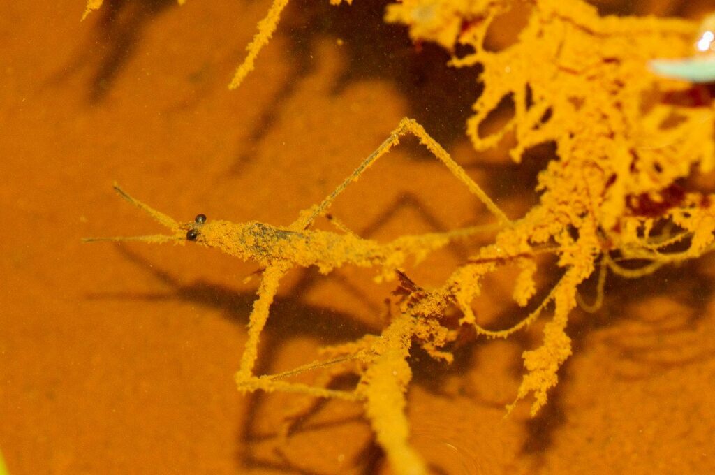 Ranatra from Manjakandriana, Madagascar on July 25, 2024 at 07:56 PM by ...